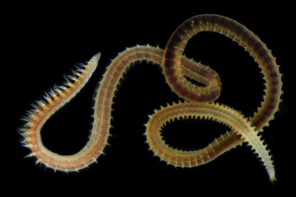 Polychaete Day