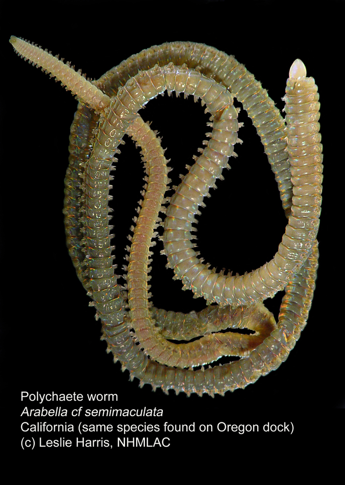 Polychaete Day