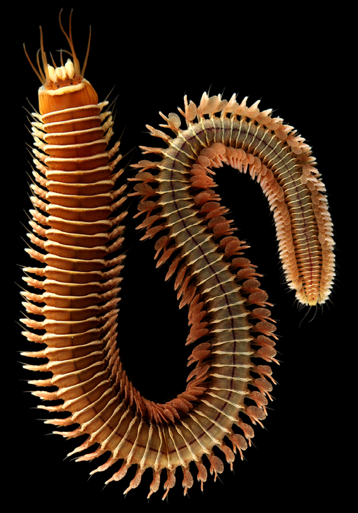 Polychaete Day
