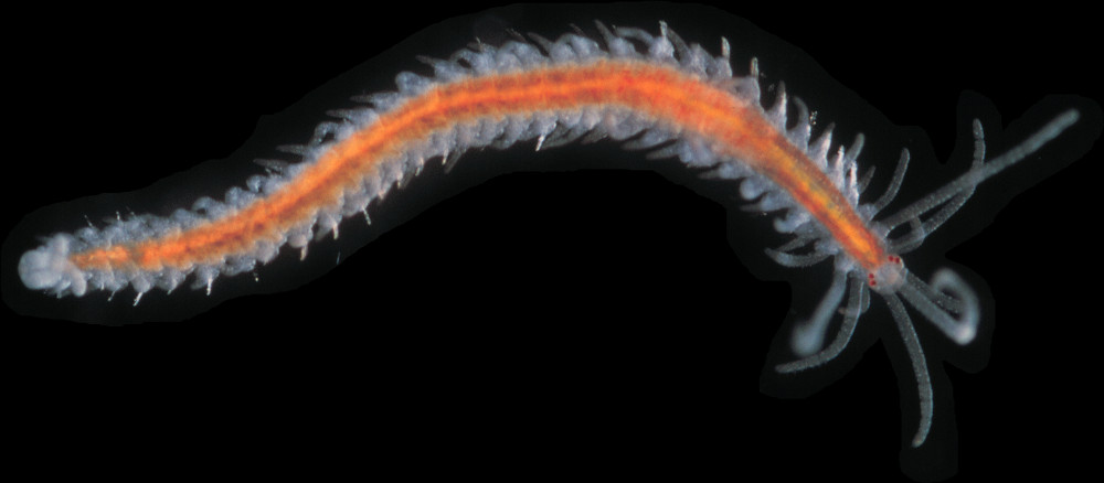 Polychaete Day