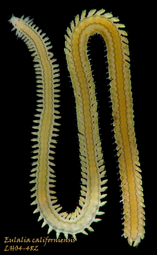 Polychaete Day