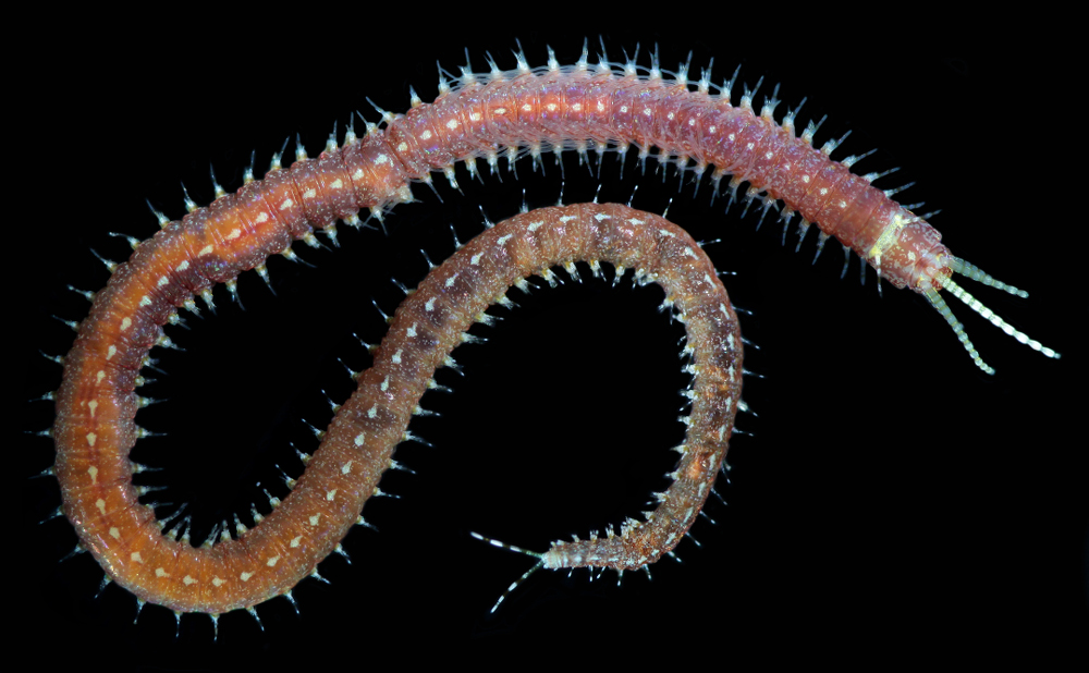 Polychaete Day