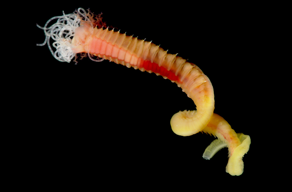 Polychaete Day