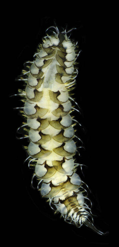 Polychaete Day