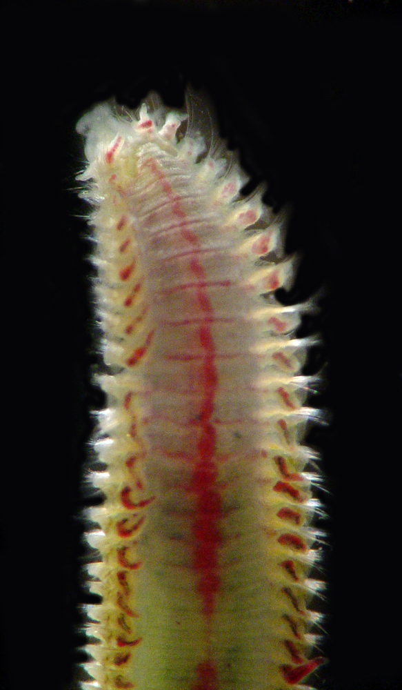 Polychaete Day