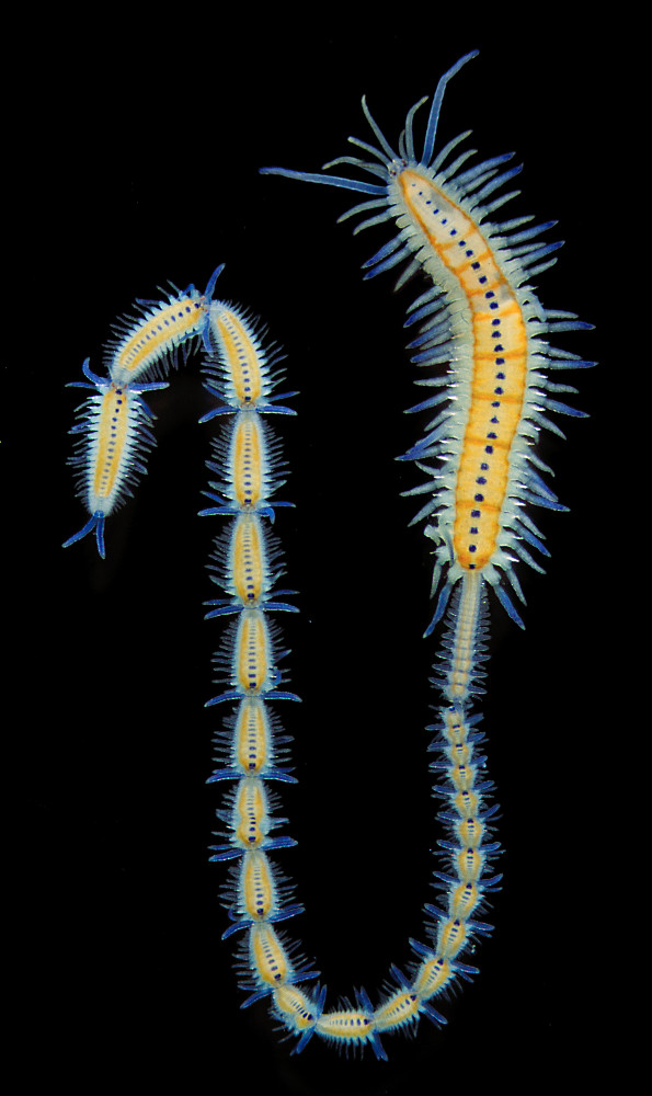 Polychaete Day