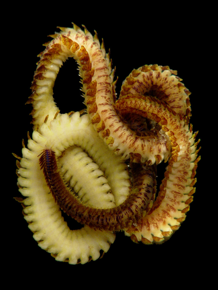 Polychaete Day