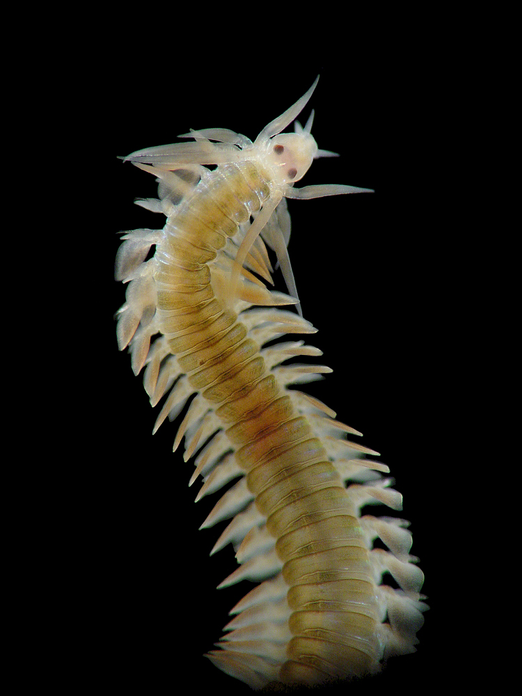 Polychaete Day