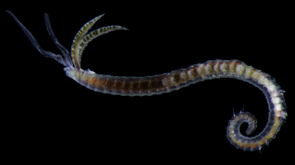 Polychaete Day