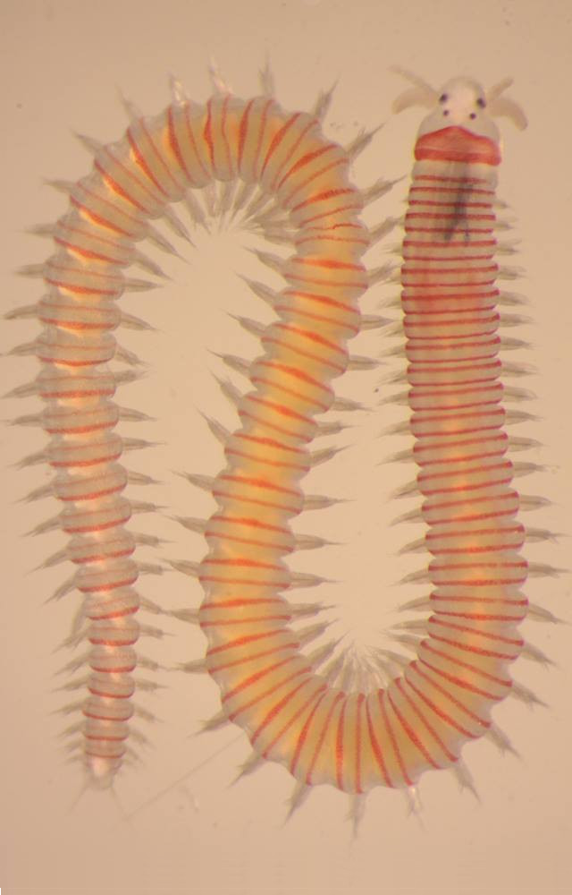 Polychaete Day